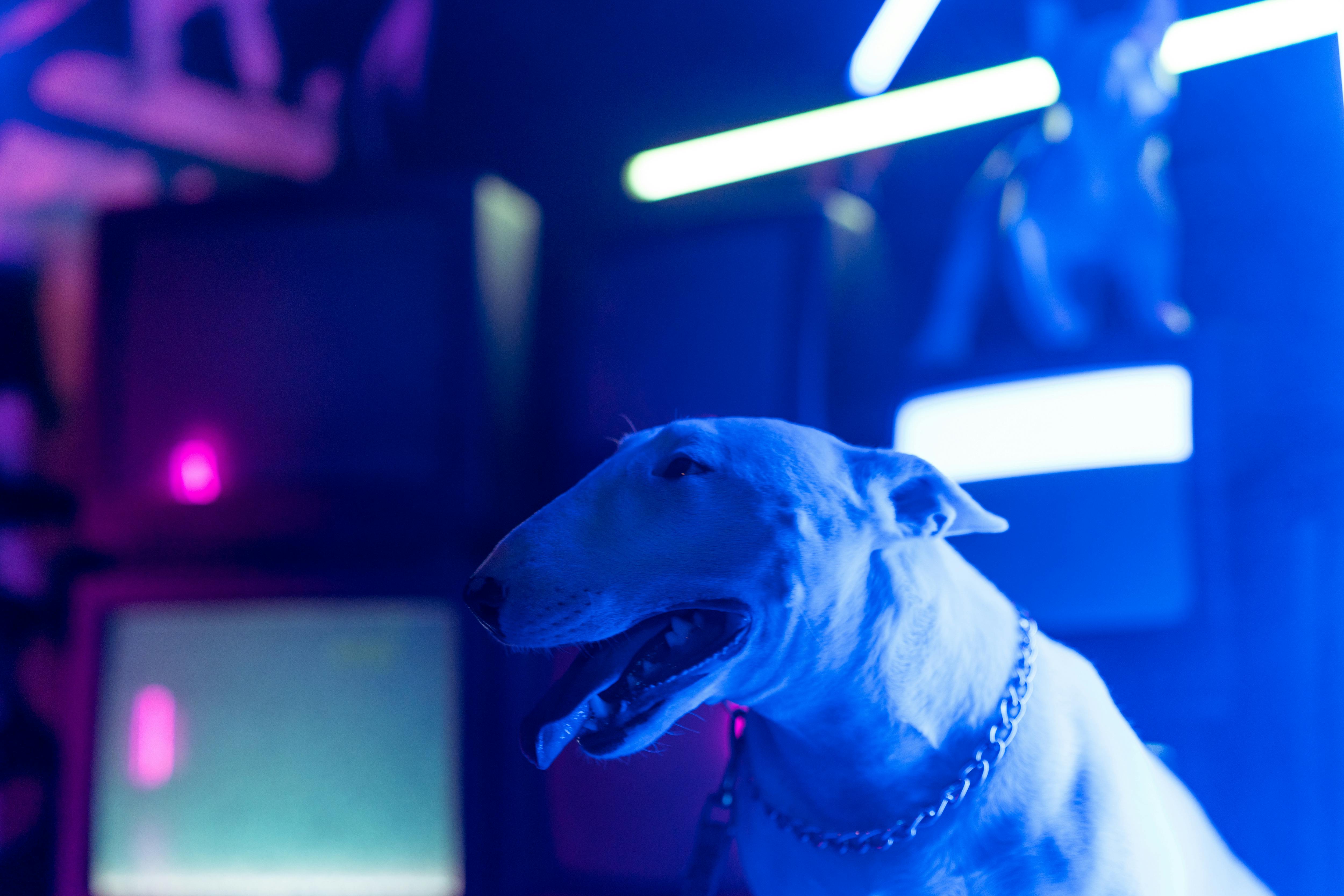 Glam Up Your Dog: The Complete Guide To Rhinestone Pet Chains